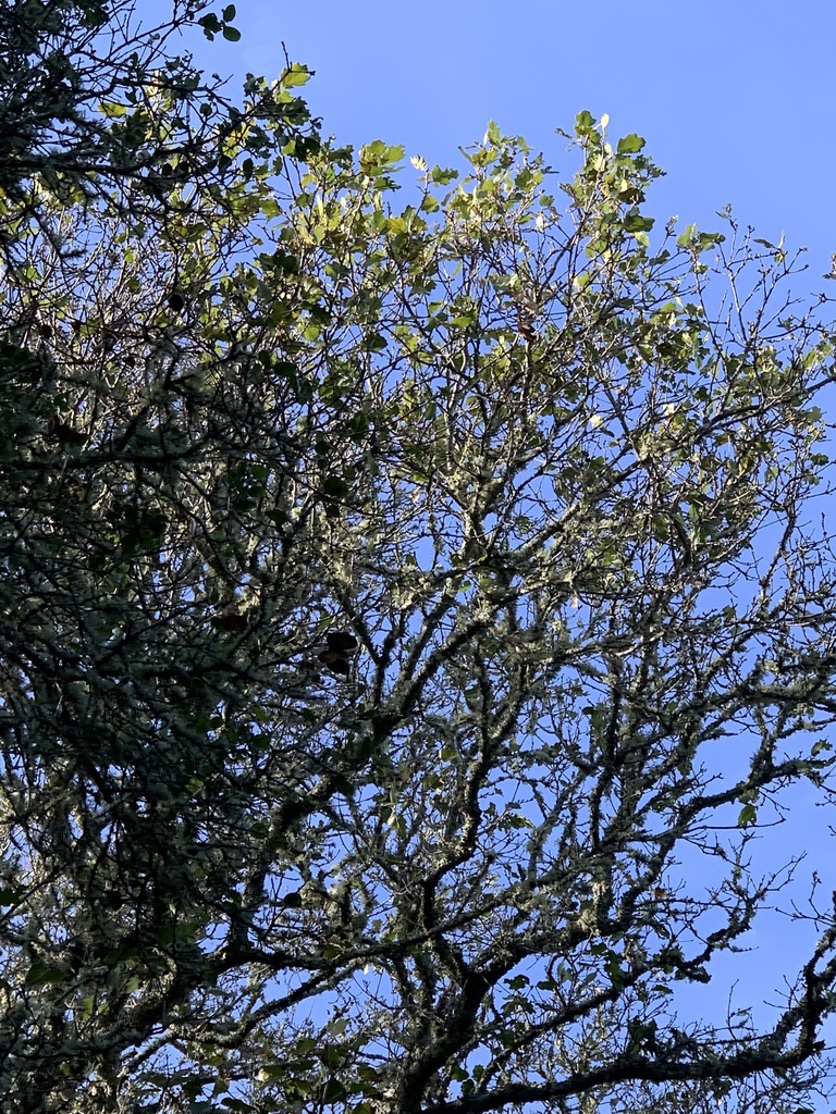 Gander oak from Portola Valley, CA, US on February 7, 2023 at 02:55 PM ...