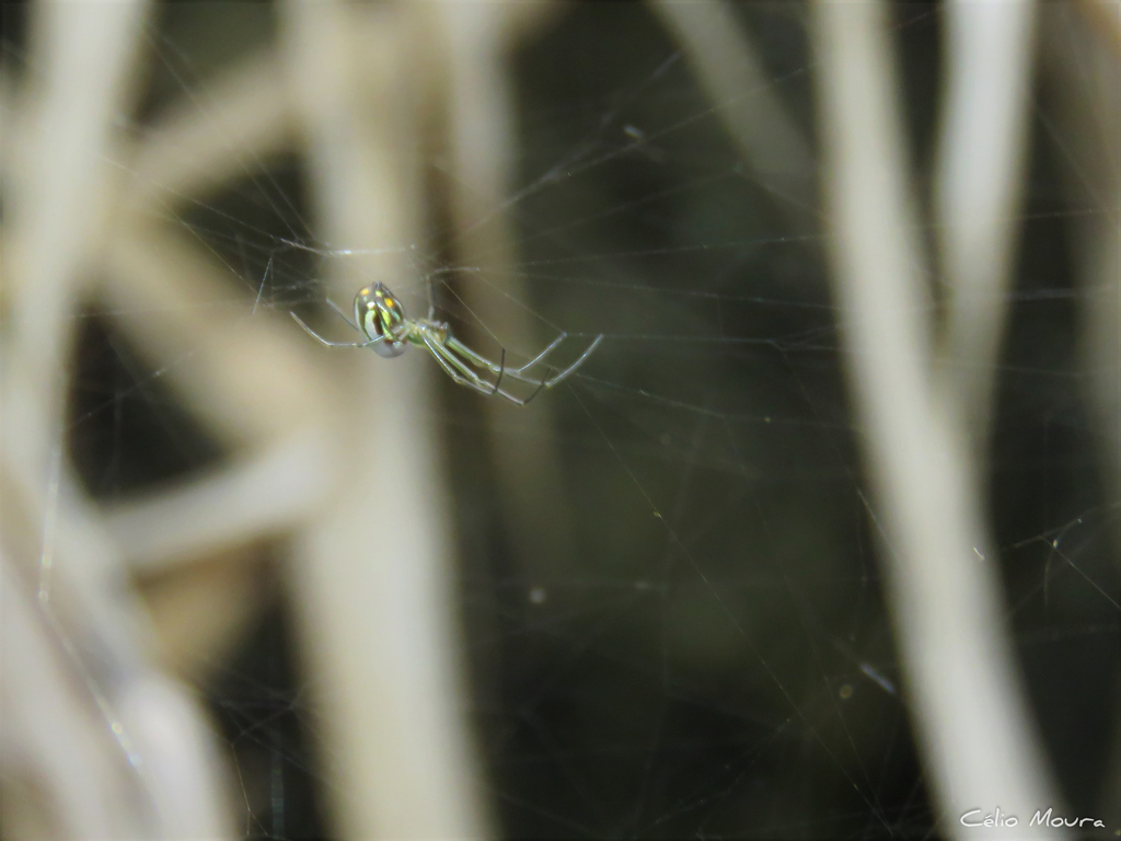 Orchard Spiders and Allies from Ponta da Serra de Pitiguari, Pacatuba ...