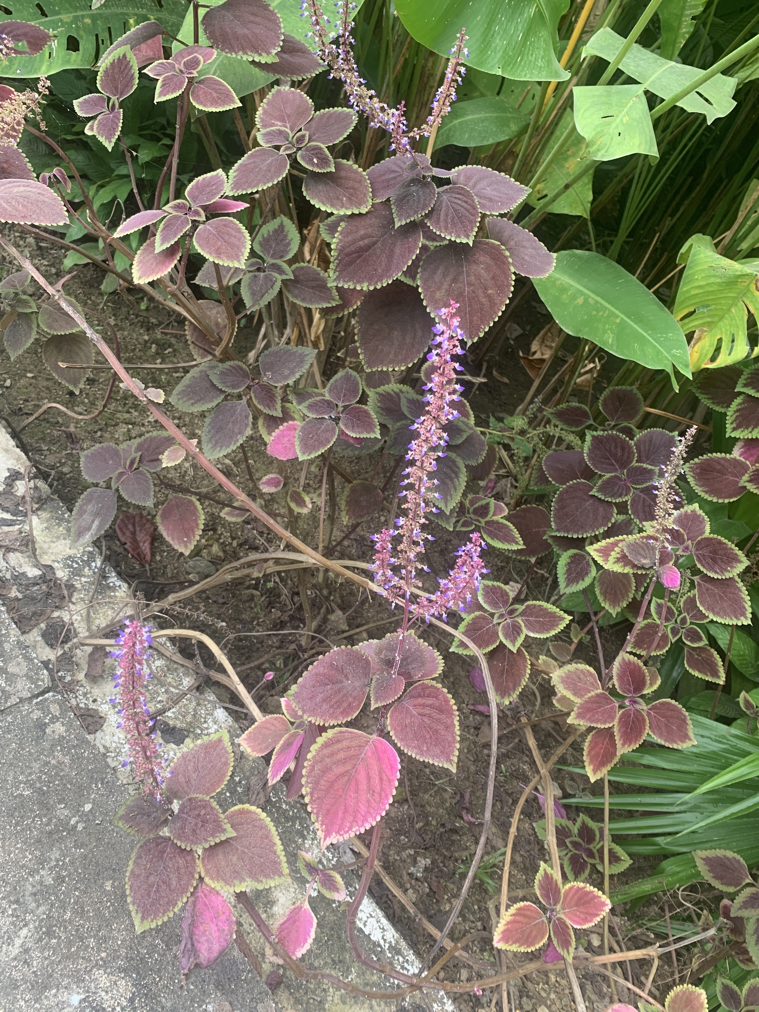 Coleus scutellarioides (L.) Benth.