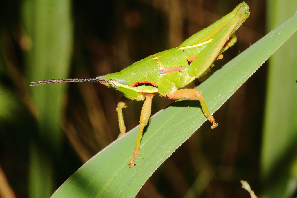 Chapulín llamativo (Catálogo de especies de "El cañón de la Carbonera ...