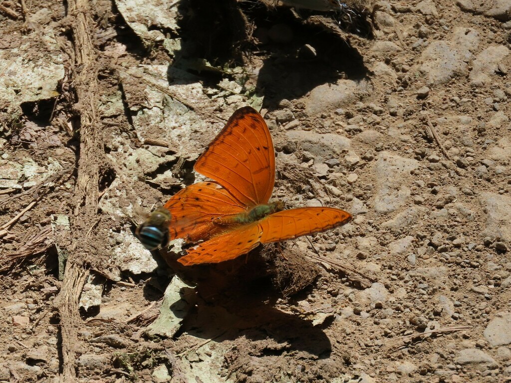 Common Yeoman from Kaeng Krachan National Park, Phetchaburi, Thailand ...