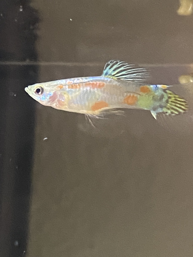 Guppy from Cedar Crest Dr, Orlando, FL, US on January 10, 2023 at 07:08 ...