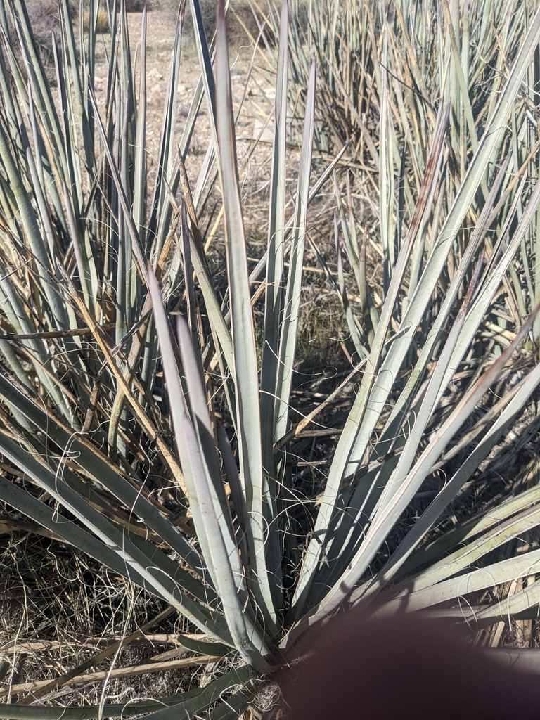 Banana Yucca from Washington County, UT, USA on February 4, 2023 at 11: ...