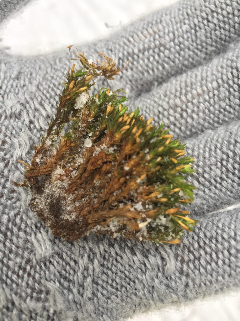 Showy Bristle Moss from Восточный административный округ, Москва ...