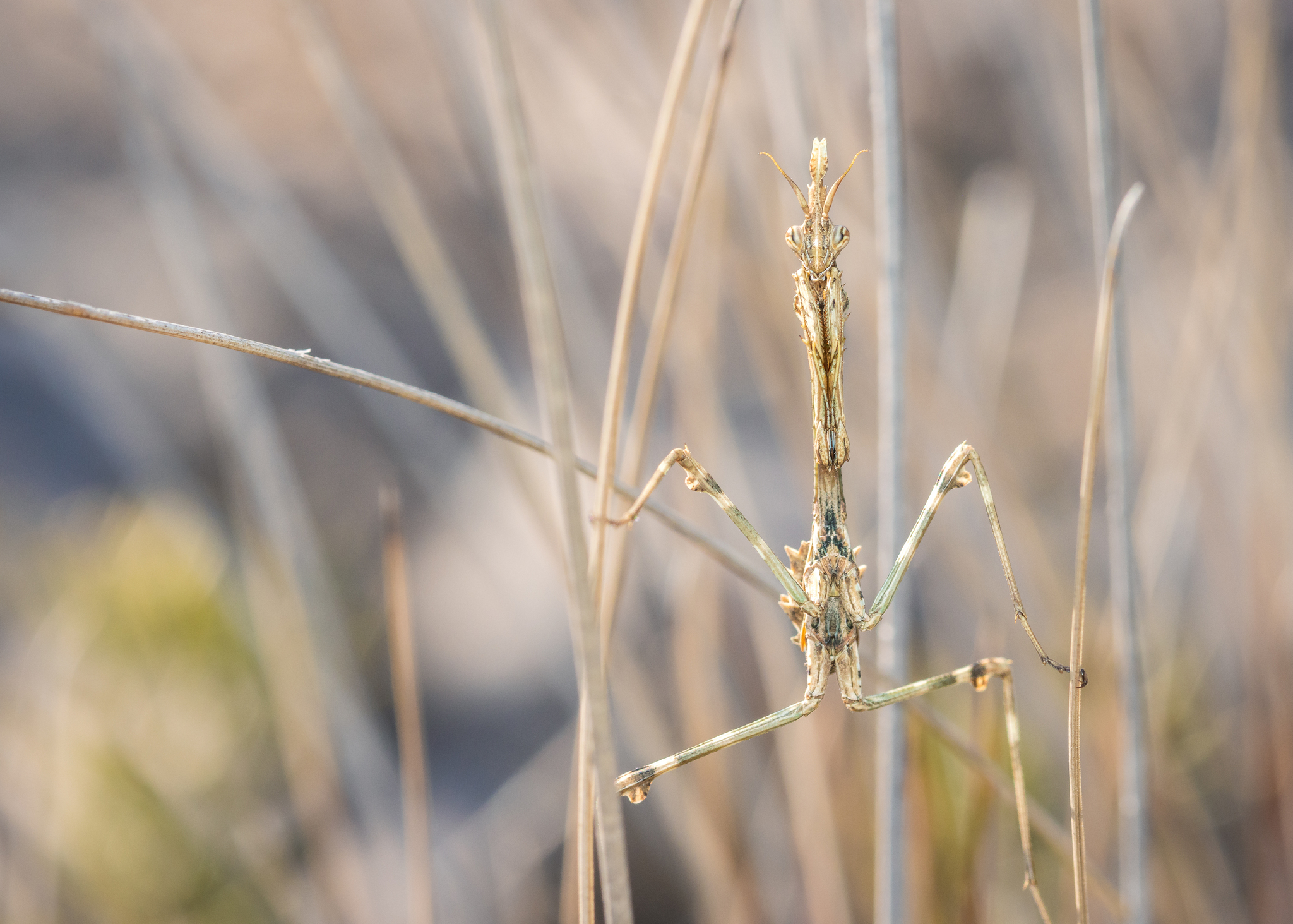 Empusa pennata (Thunberg, 1815)