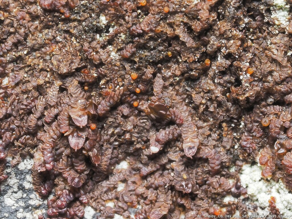 Filicupula sororia from Oak Mountain Tranquility Lake on February 05 ...