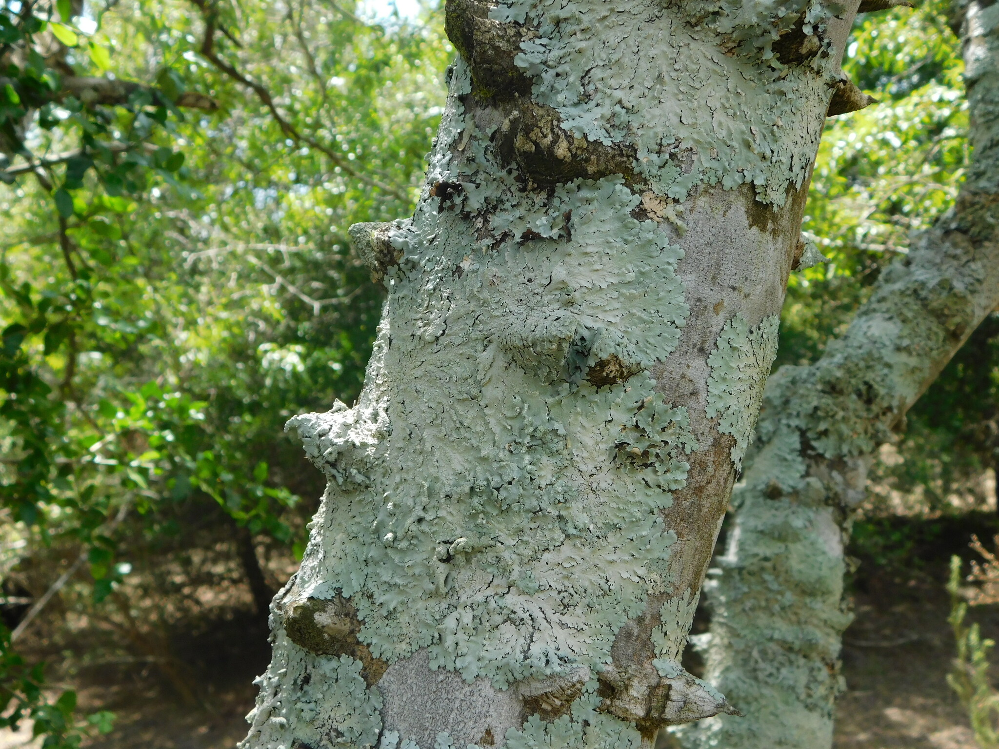 Zanthoxylum rhoifolium Lam.