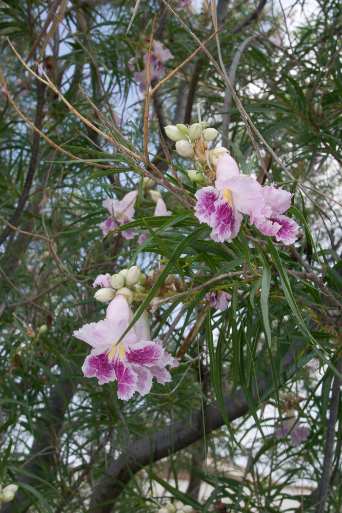 Desert Willow (LA Urban Forest Program) · iNaturalist Mexico