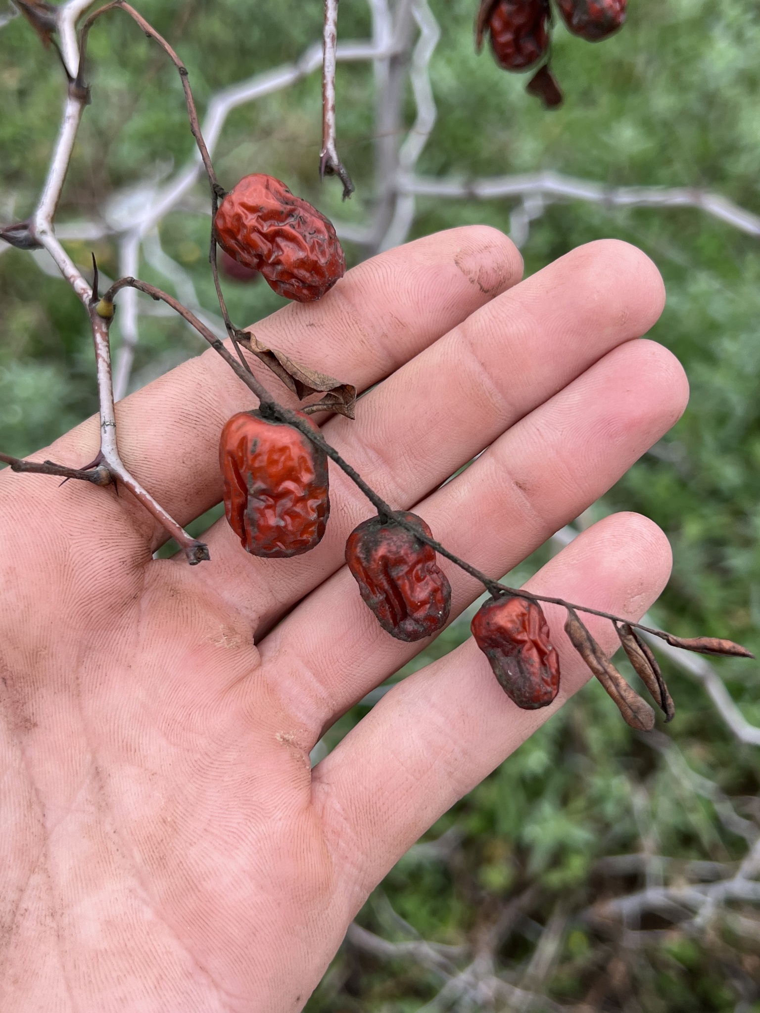 Ziziphus jujuba Mill.