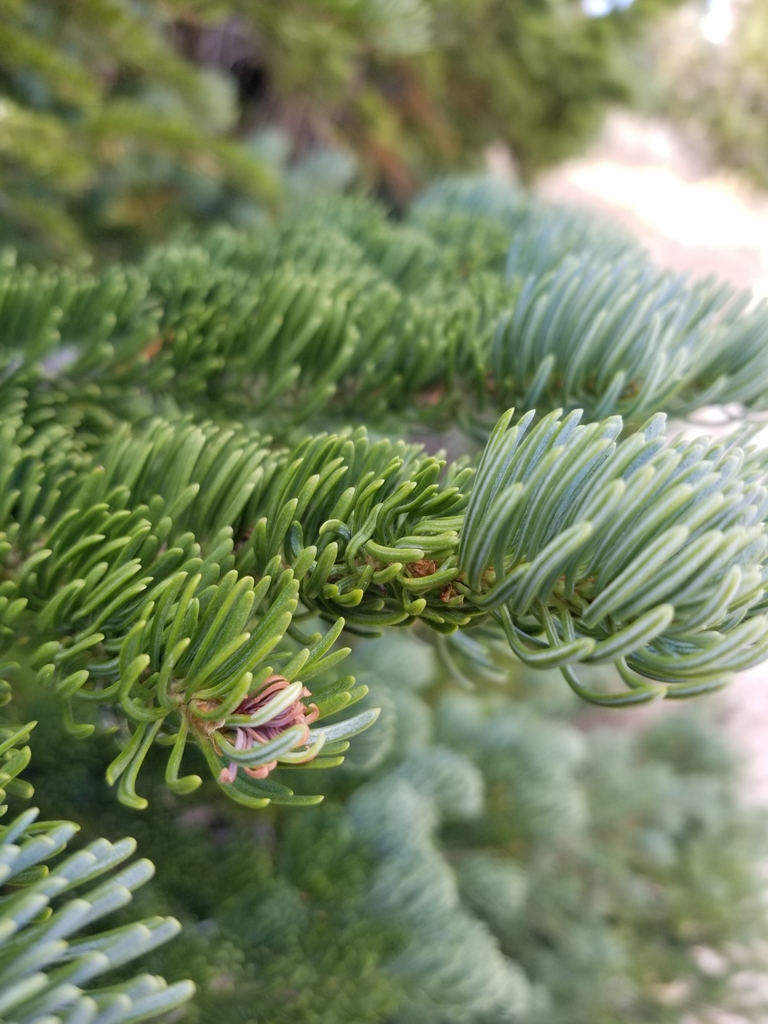 subalpine fir from UT-148, Brian Head, UT 84719, USA on September 24 ...