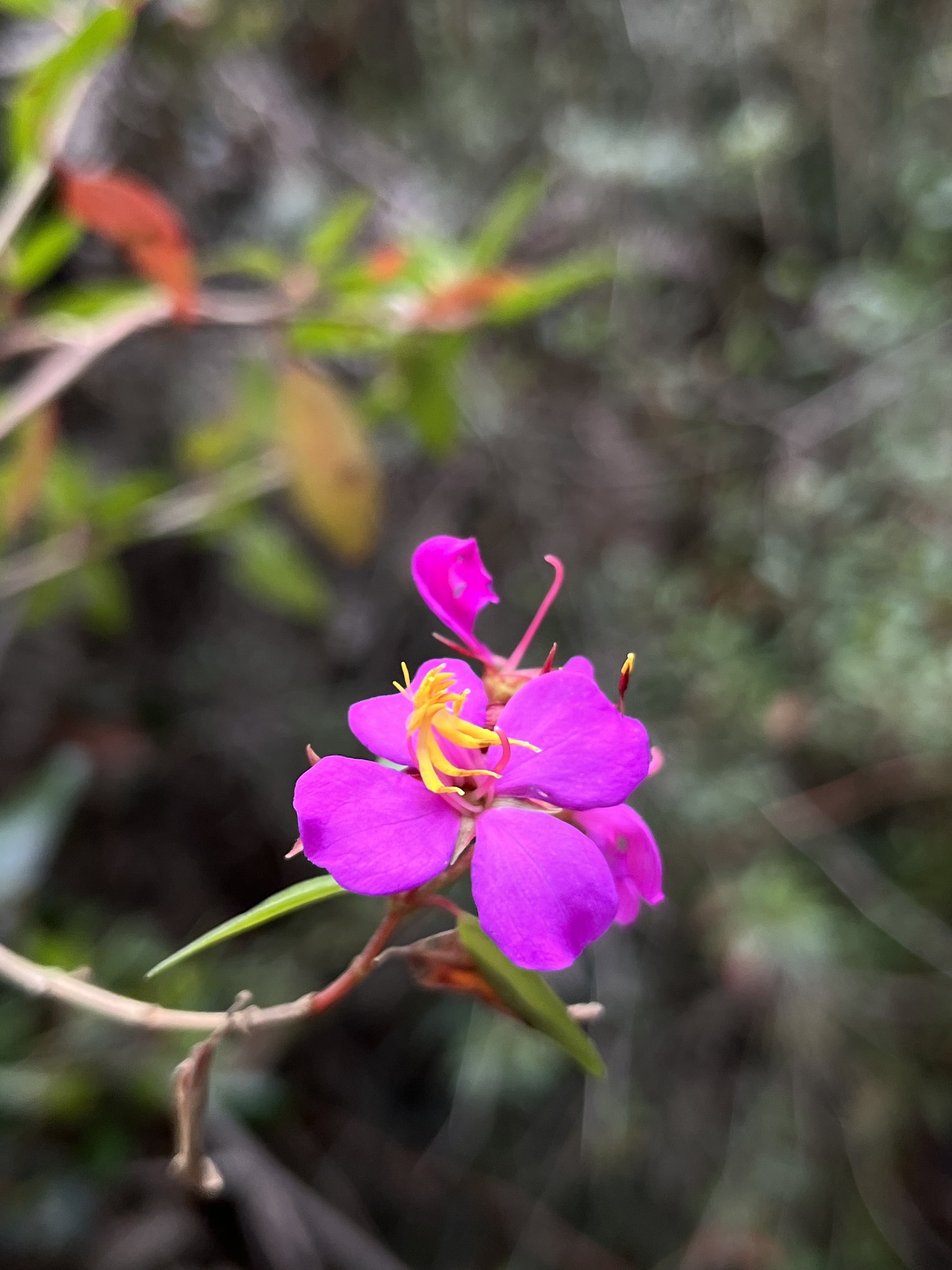 Monochaetum myrtoideum (Bonpl.) Naudin