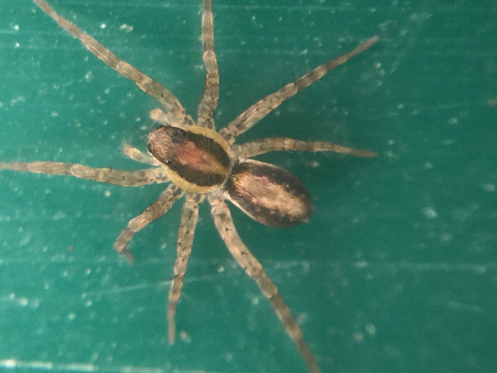 Shore Spider in February 2023 by Matthew Lindsey · iNaturalist