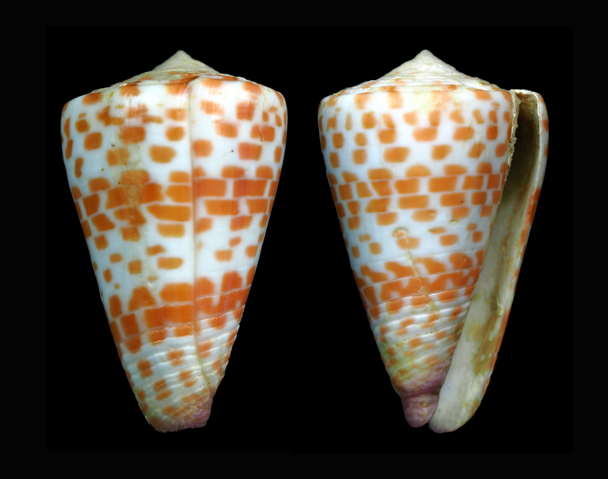 Conus edaphus Dall, 1910
