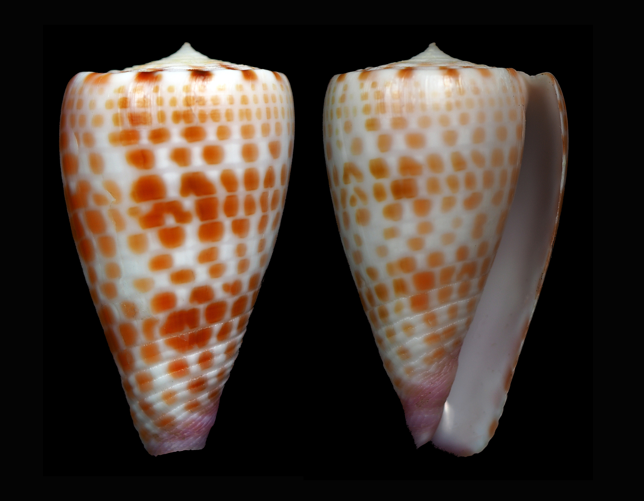 Conus edaphus Dall, 1910