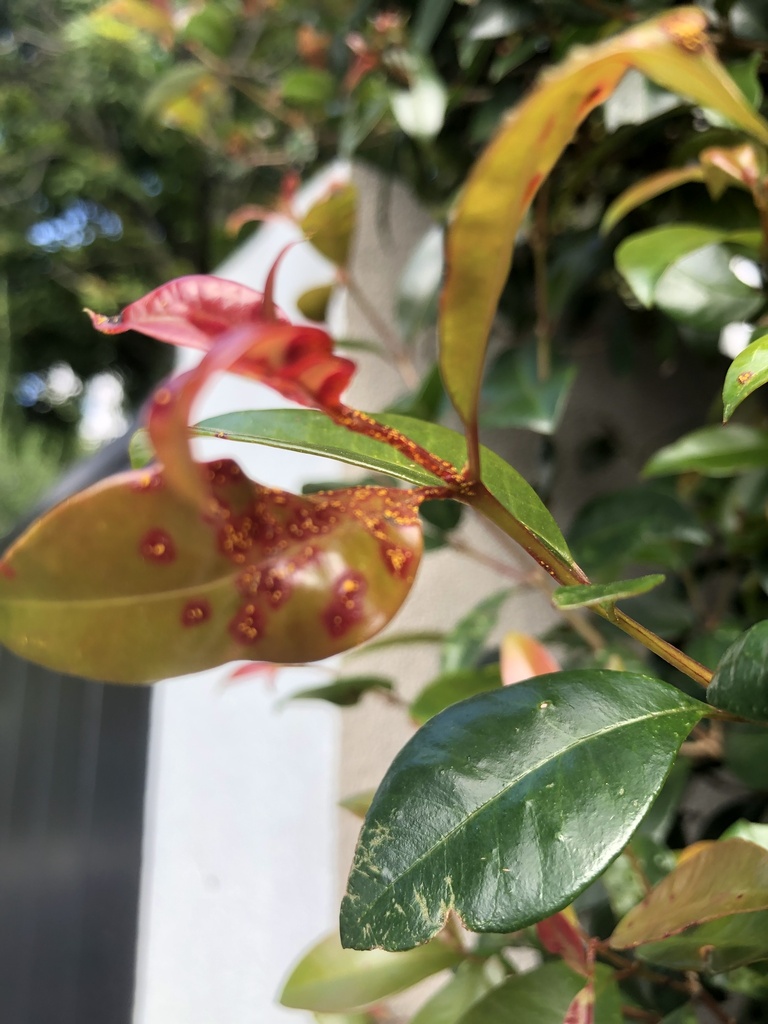 Myrtle Rust from North Island, Auckland, Auckland, NZ on February 09 ...