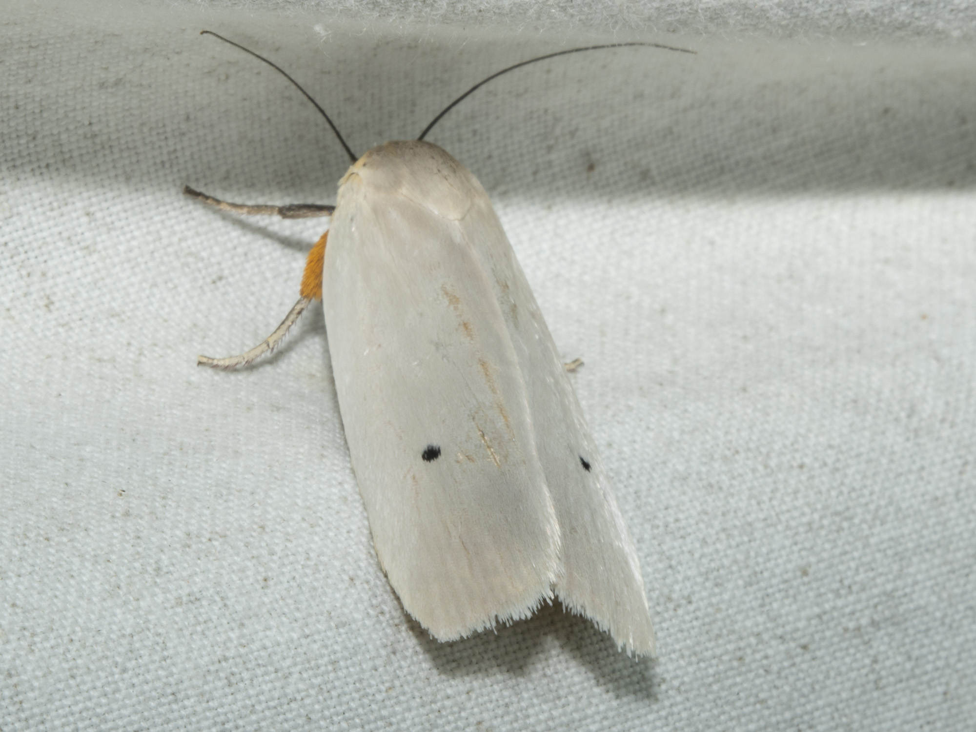 Maroga melanostigma (Wallengren, 1861)