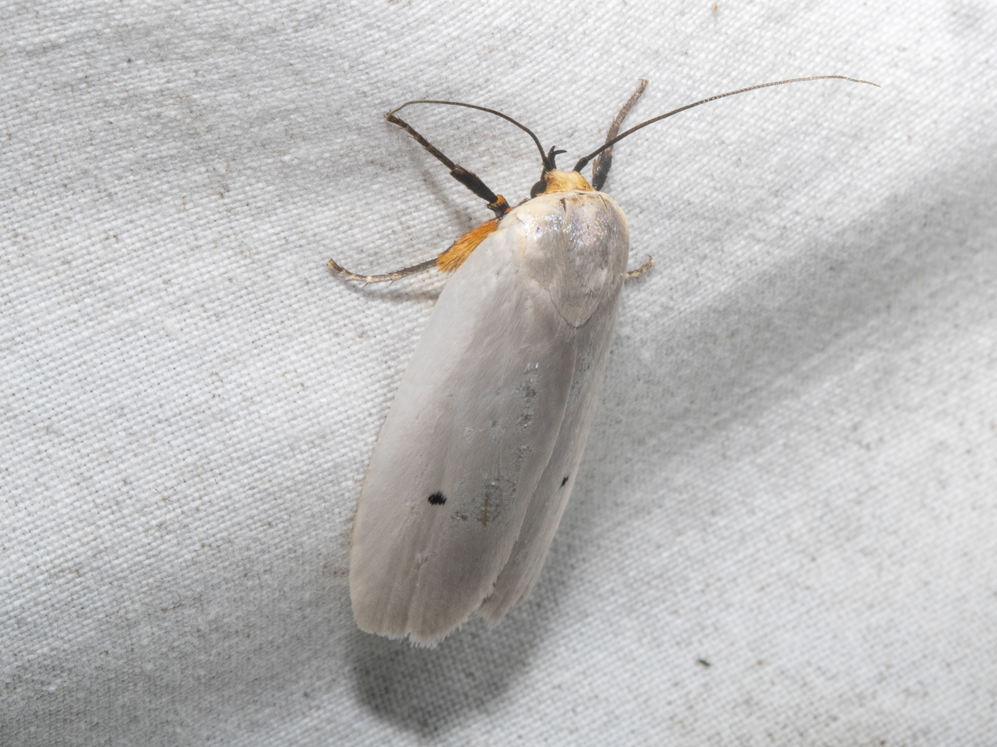 Maroga melanostigma (Wallengren, 1861)