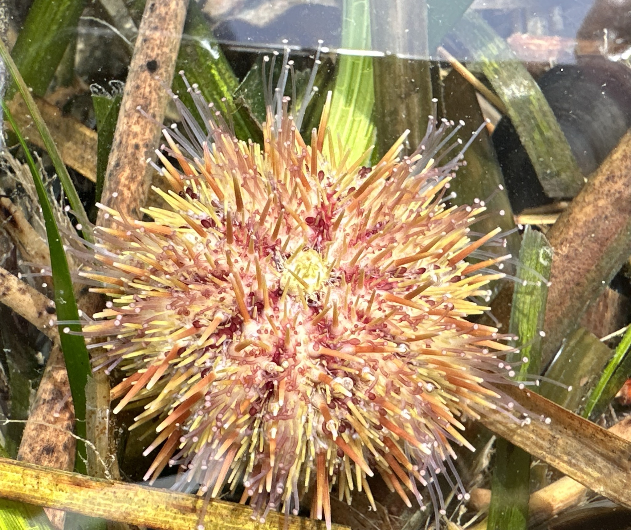 Strongylocentrotus droebachiensis (O.F.Müller, 1776)