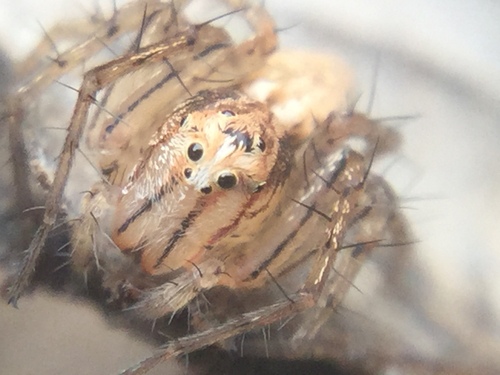 Photo 255427515, (c) Matthew Lindsey, some rights reserved (CC BY ...