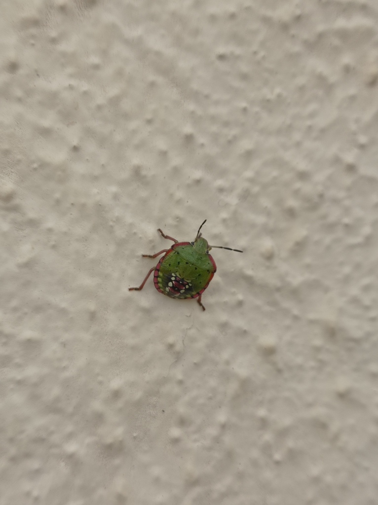 Southern Green Stink Bug from La Laguna, Santa Cruz de Tenerife, España ...