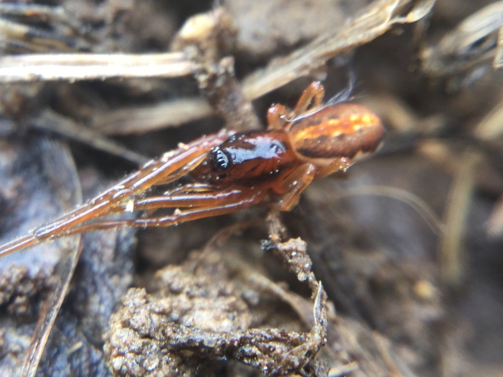 Big-eyed Thick-jawed Spider in February 2023 by Matthew S. Lindsey ...