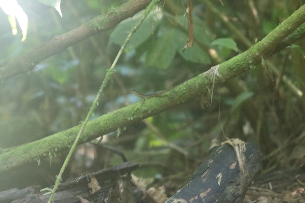 Stream Anole from Provincia de Puntarenas, Naranjito, Costa Rica on ...