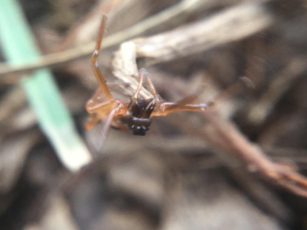 Big-eyed Thick-jawed Spider in February 2023 by Matthew S. Lindsey ...