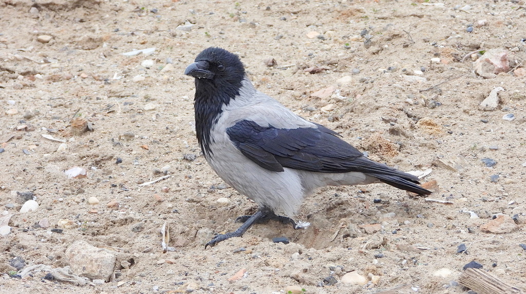 Hooded Crow from Centras, Kaunas, Kaunas City Municipality, Lithuania ...