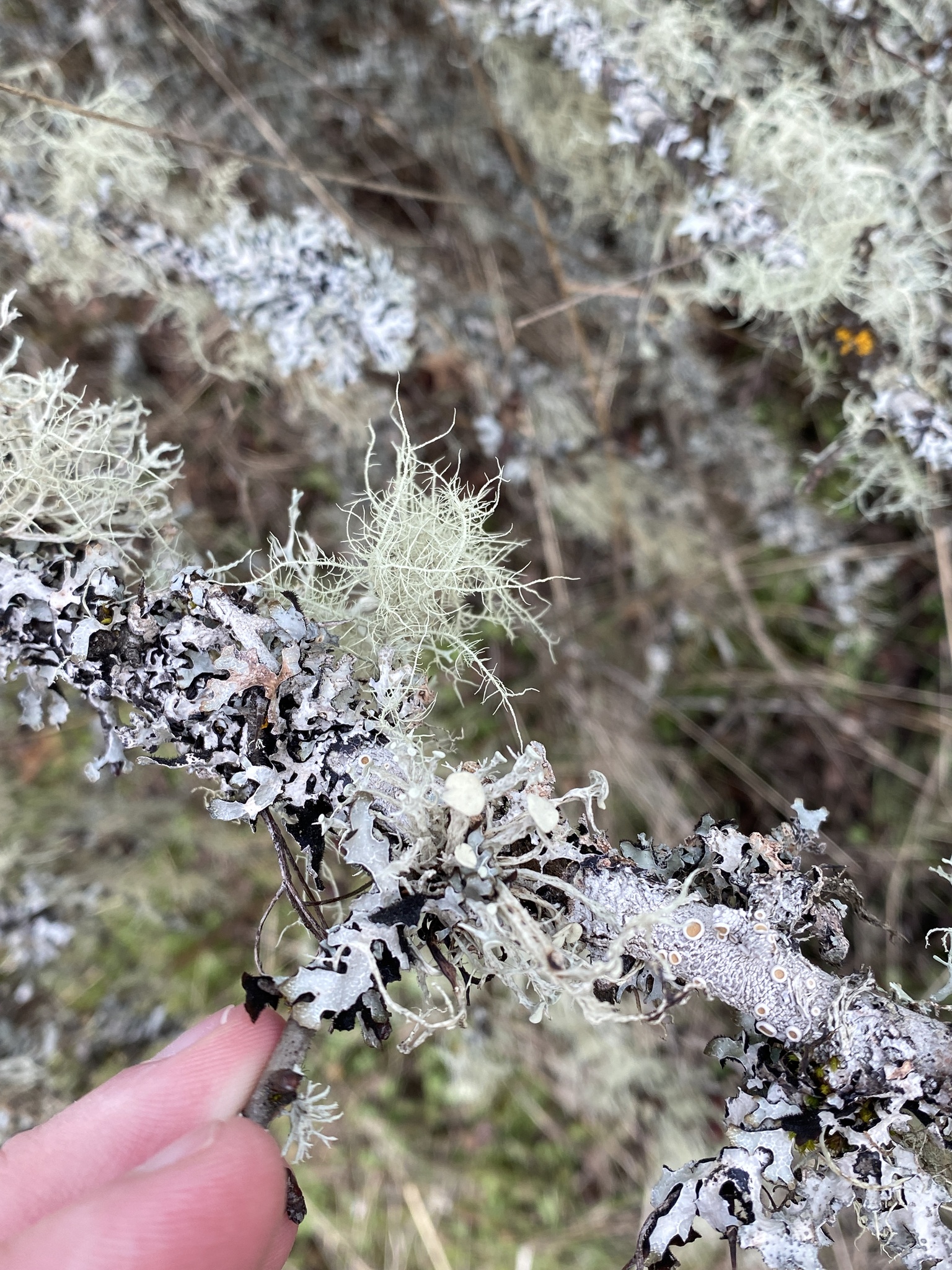 Ramalina dilacerata (Hoffm.) Hoffm.