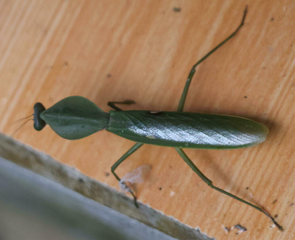 Rhombodera from Southeast Aceh, Aceh, Indonesia on January 21, 2023 at ...