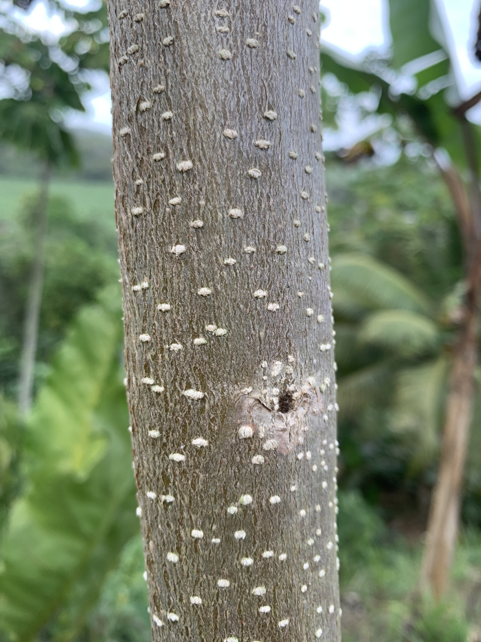 Gliricidia sepium (Jacq.) Kunth