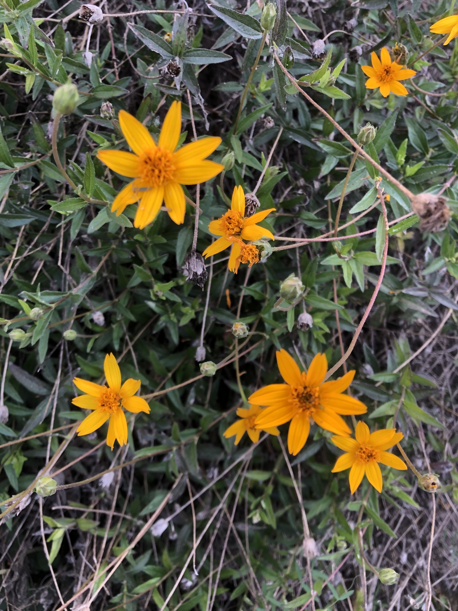 Wedelia acapulcensis var. hispida (Kunth) Strother