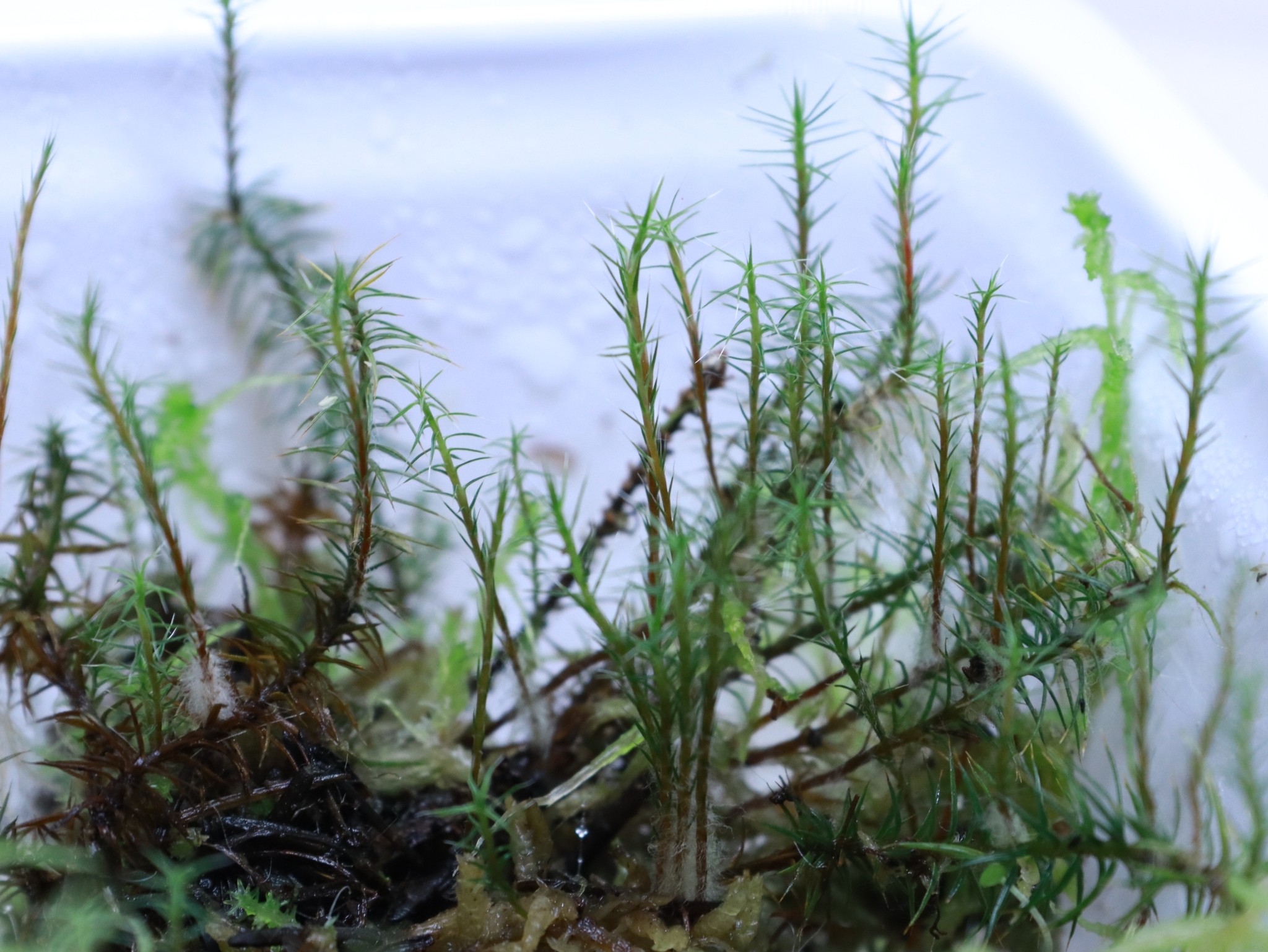 Polytrichum strictum Menzies ex Bridel, 1801