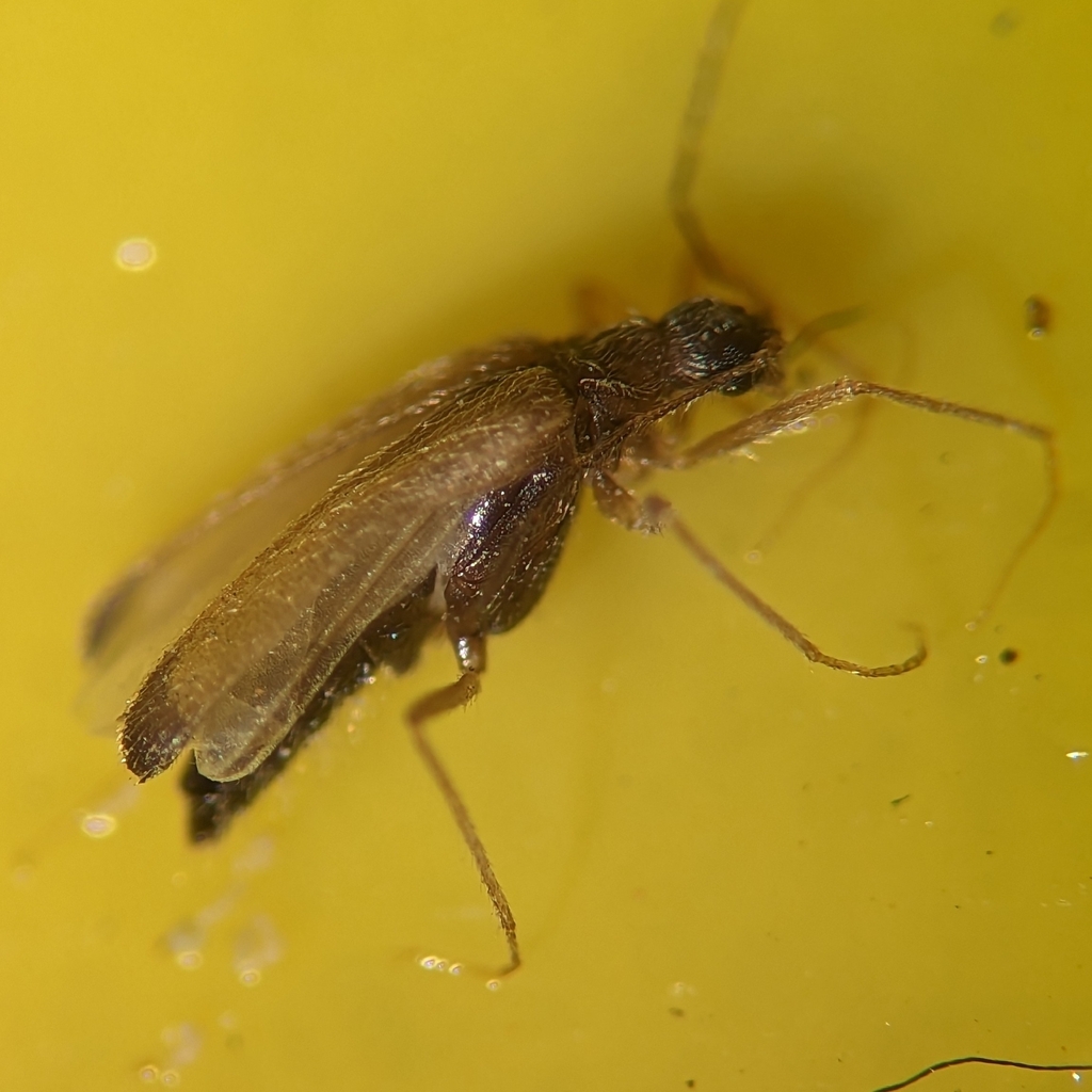 Odd Beetle from Plant Science Bldg, Ithaca, NY 14850, USA on February 8 ...