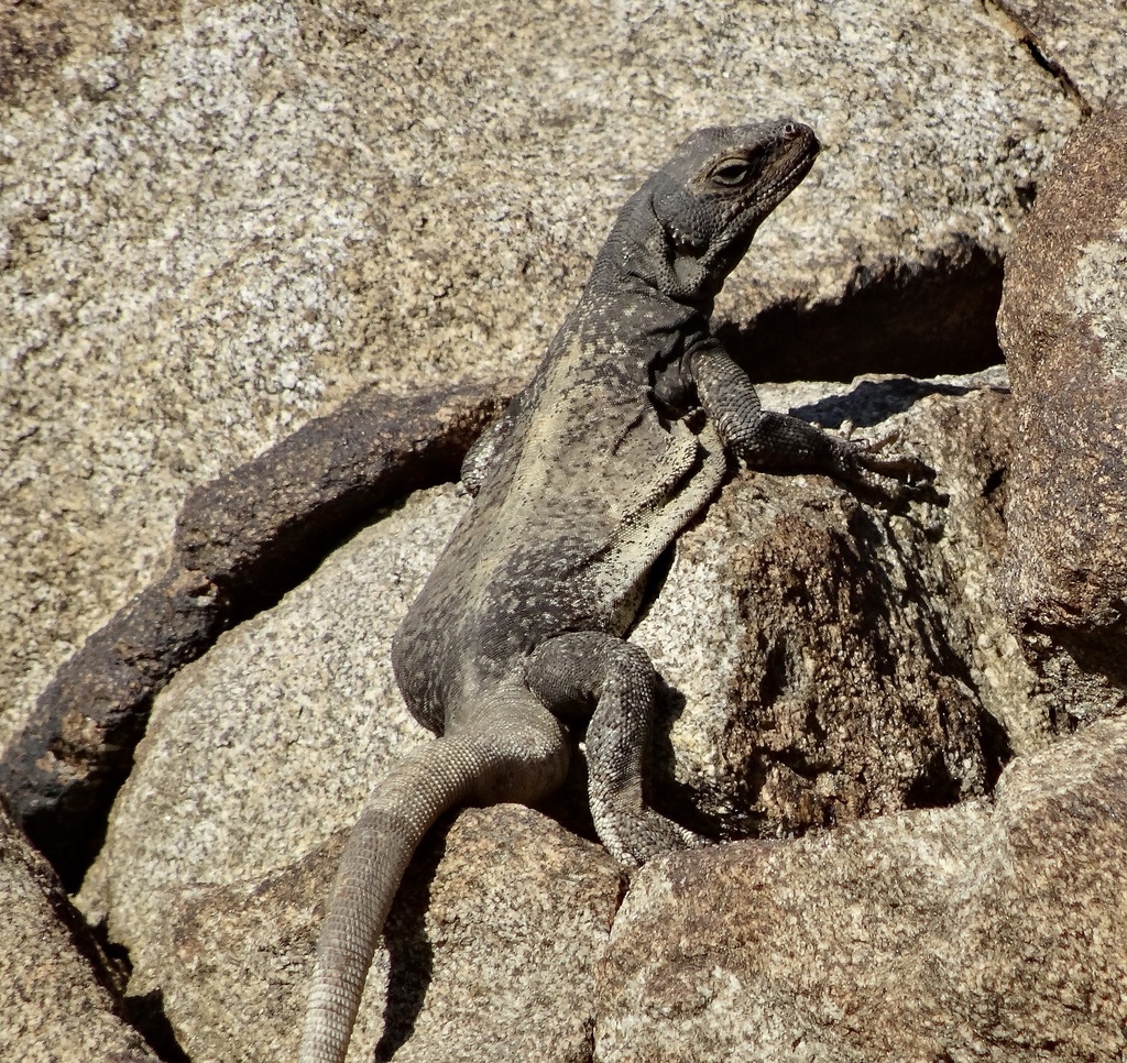 Common Chuckwalla from Palm Springs, CA, USA on February 8, 2023 at 09: ...