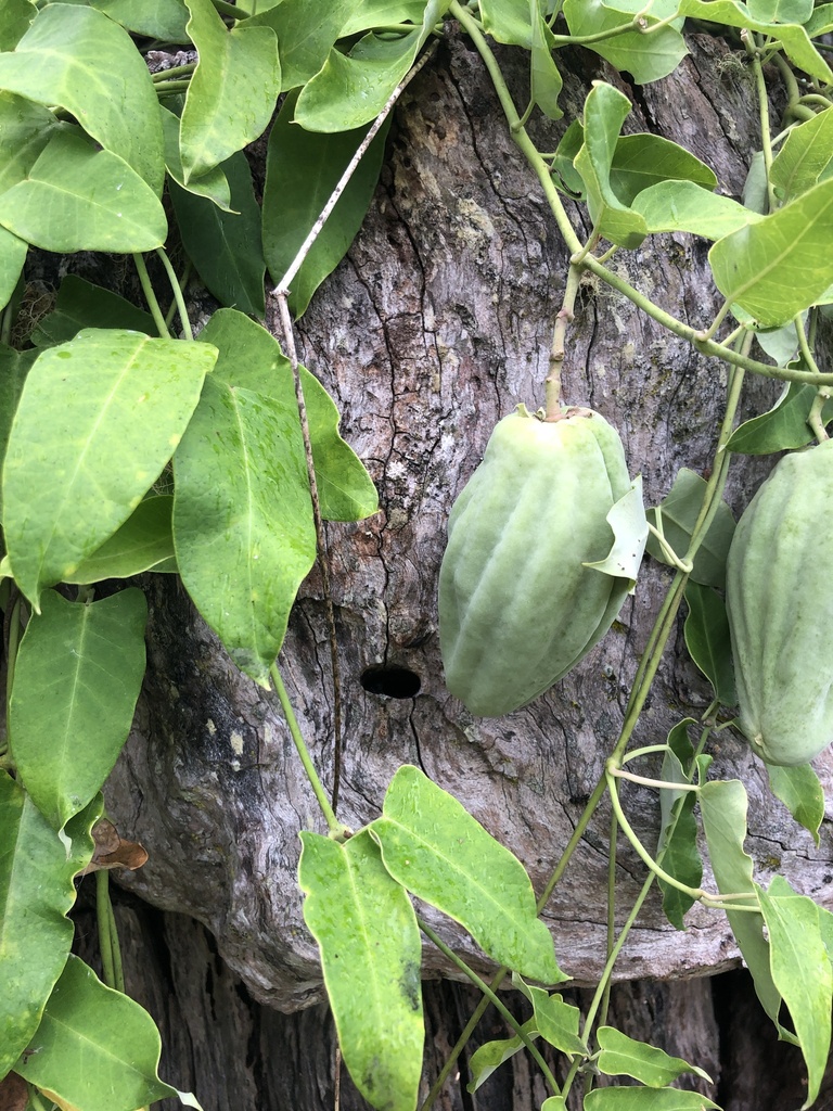 Moth Vine from Bonalbo, NSW, AU on February 09, 2023 at 09:20 AM by ...