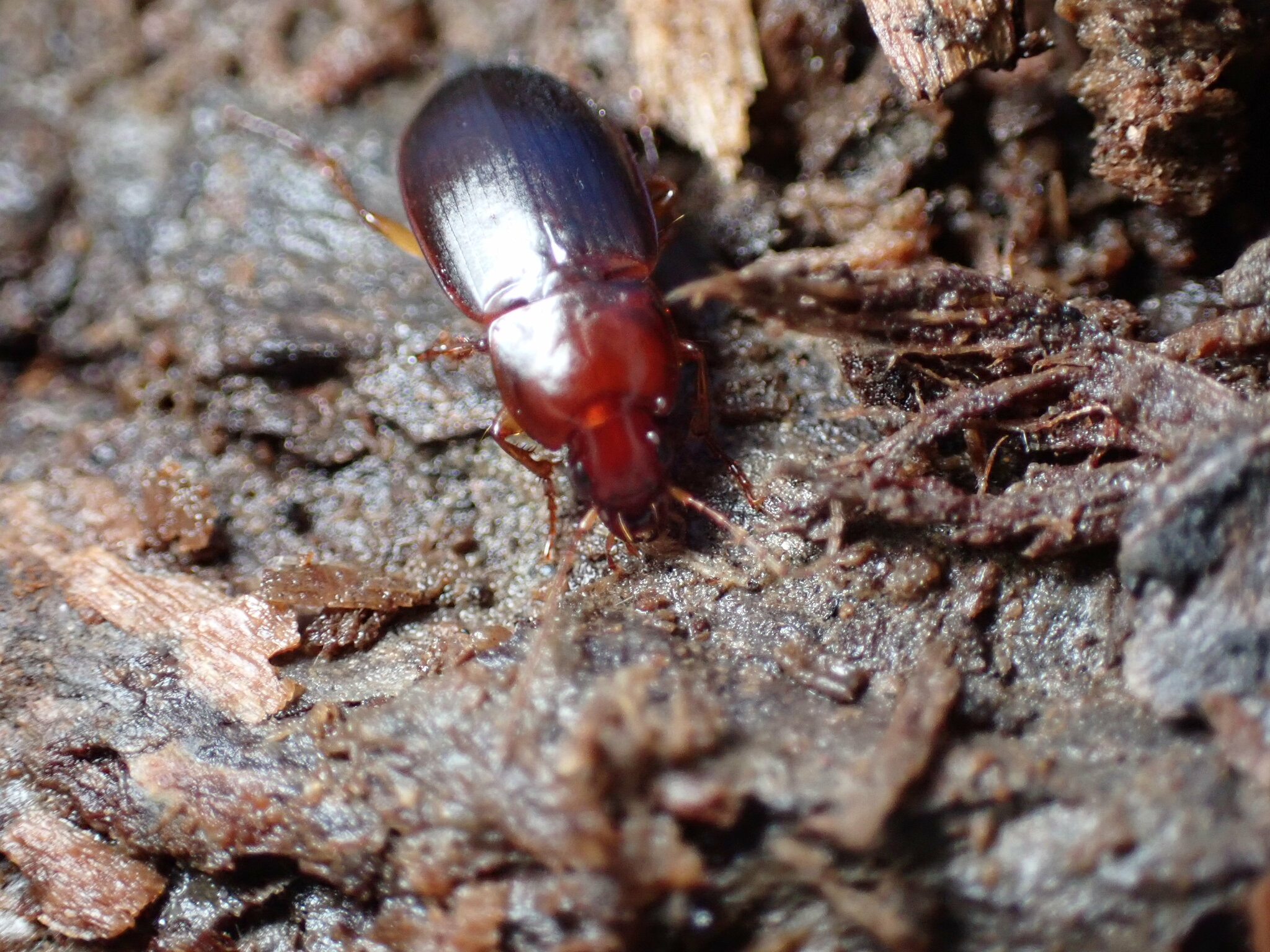 Calathus Bonelli, 1810