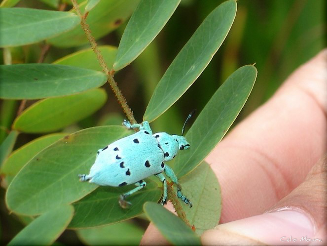 Ericydeus sedecimpunctatus from Parque Nacional de Ubajara, Ubajara ...