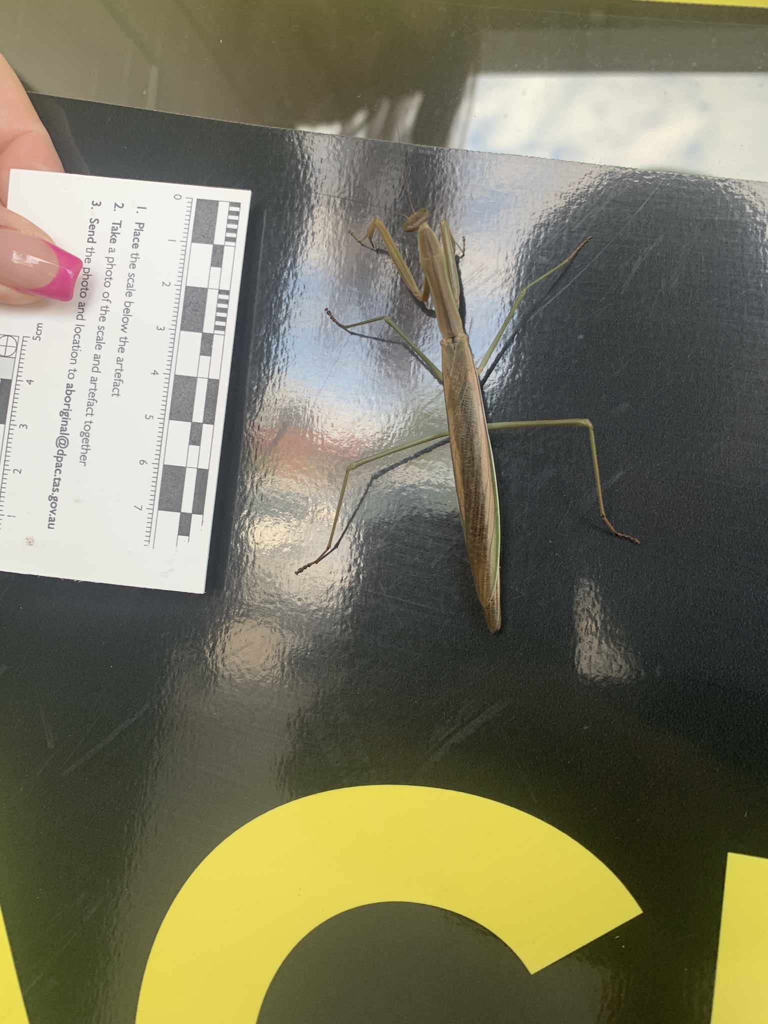 Tenodera australasiae Leach, 1814