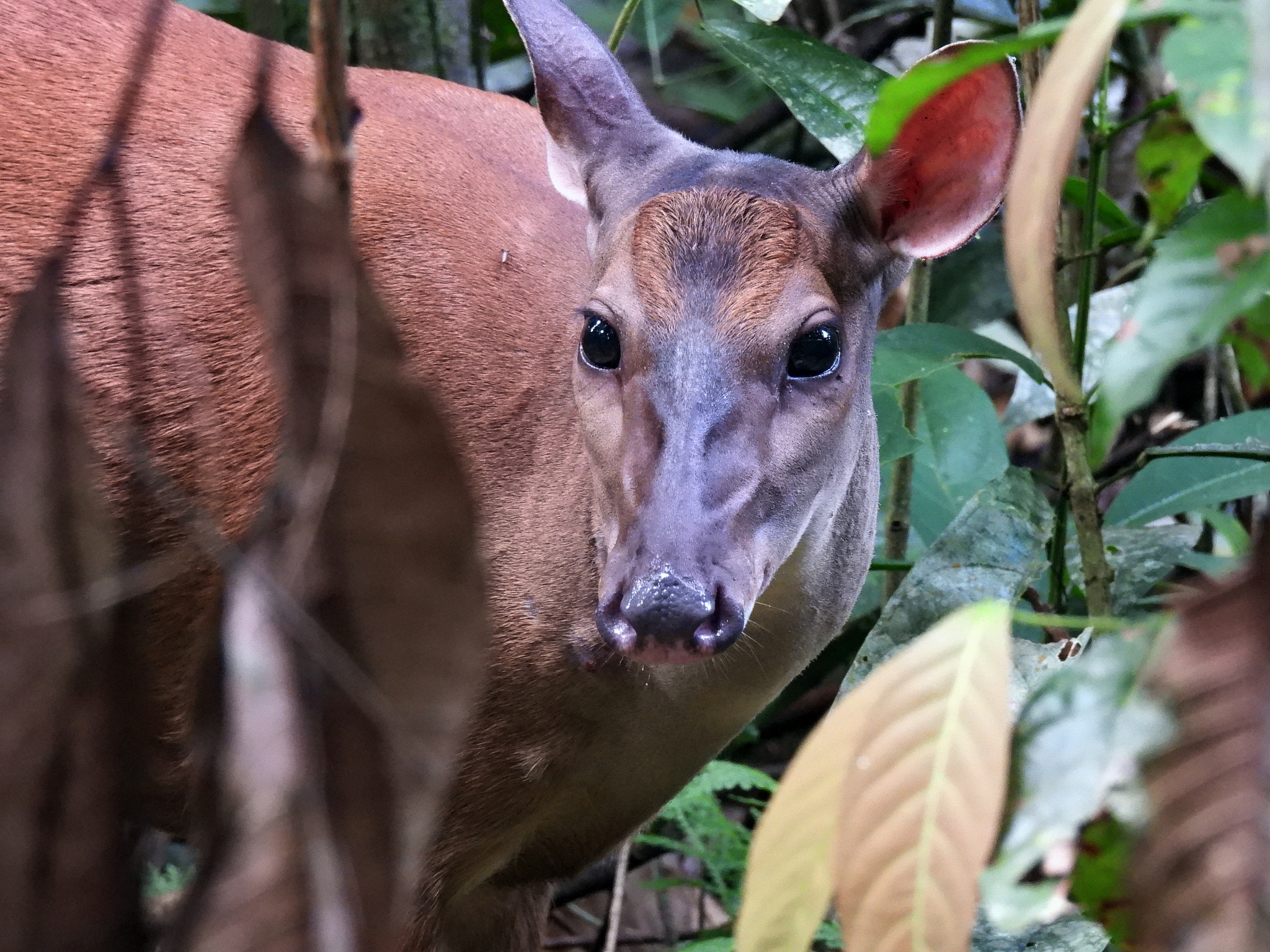Mazama americana (Erxleben, 1777)