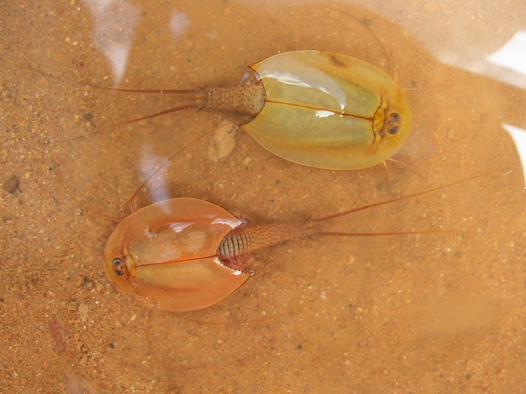 Triops emeritensis (Especies en Peligro Crítico de Extremadura ...