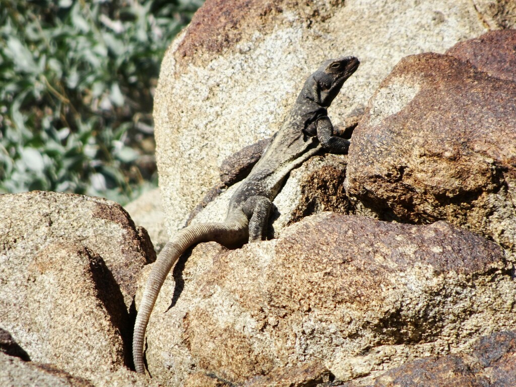 Common Chuckwalla from Palm Springs, CA, USA on February 8, 2023 at 10: ...
