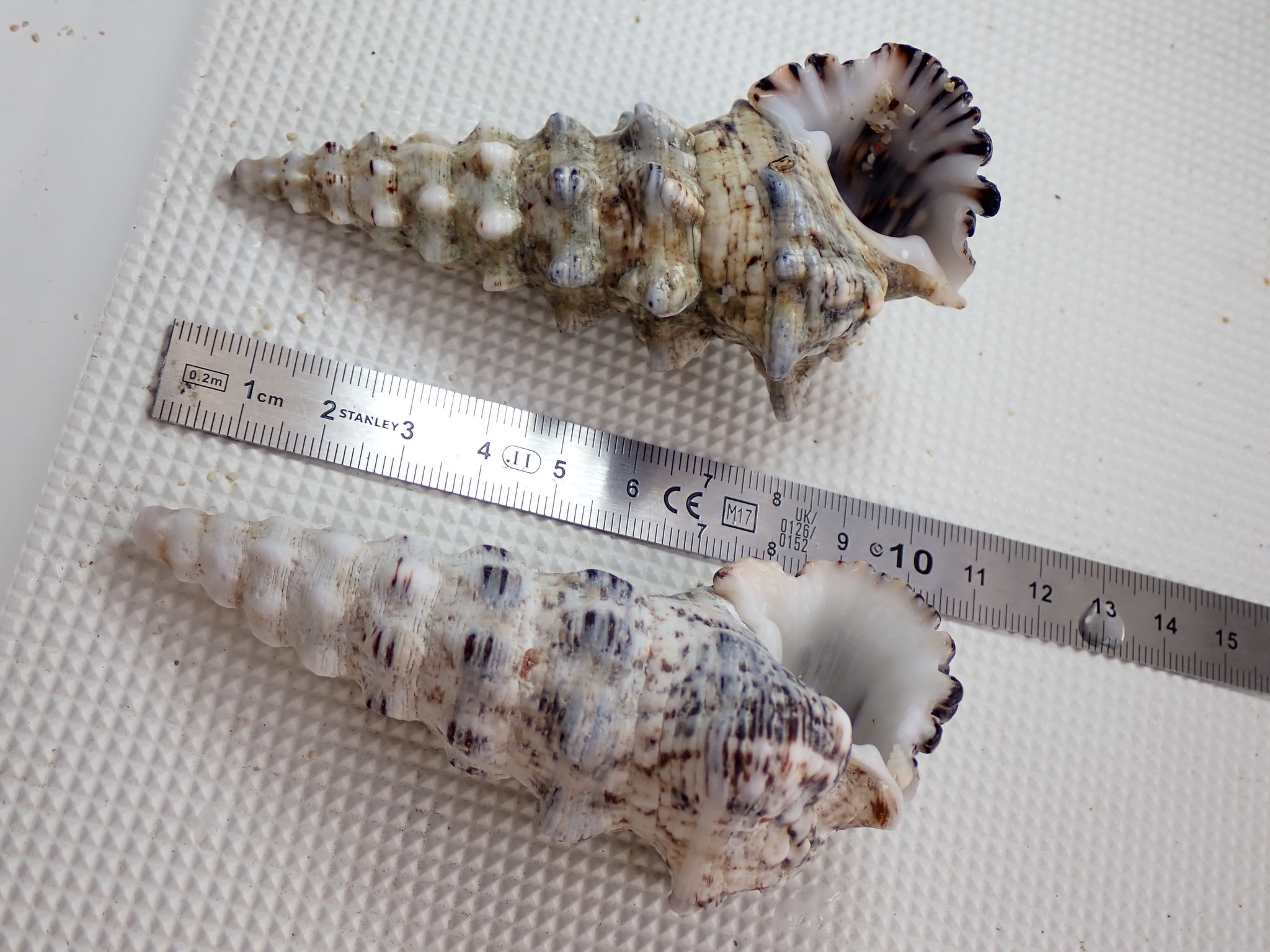 Cerithium Bruguière, 1789