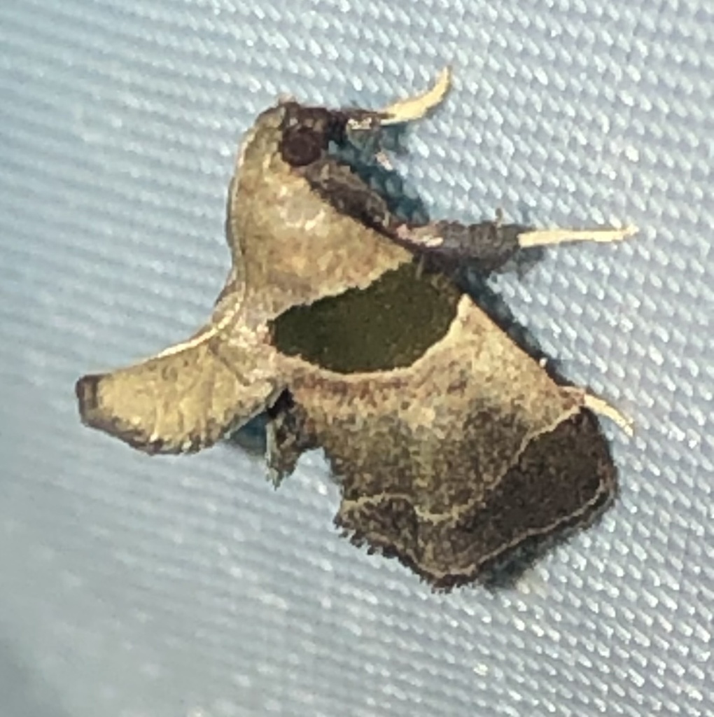 Dimorphic Tosale Moth from SSR-D, O Fallon, MO, US on July 23, 2022 at ...