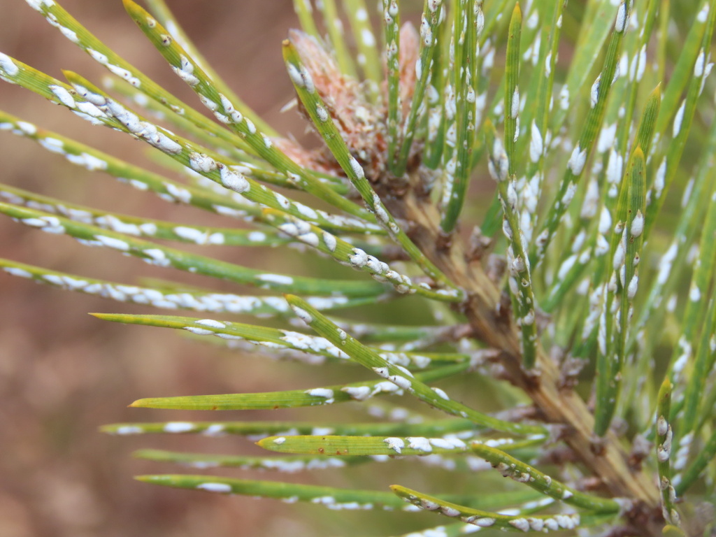 pine needle scale in February 2023 by Josh Emm. On *Pinus sylvestris ...