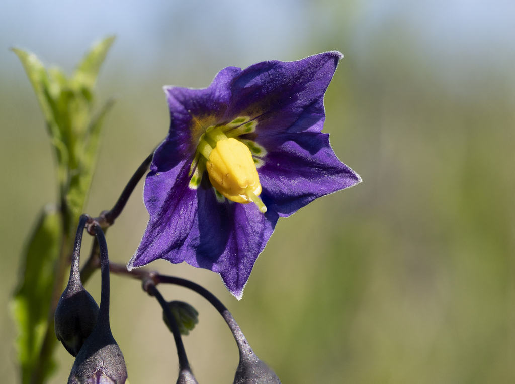 Parish's nightshade from San Diego, CA, USA on February 08, 2023 at 10: ...