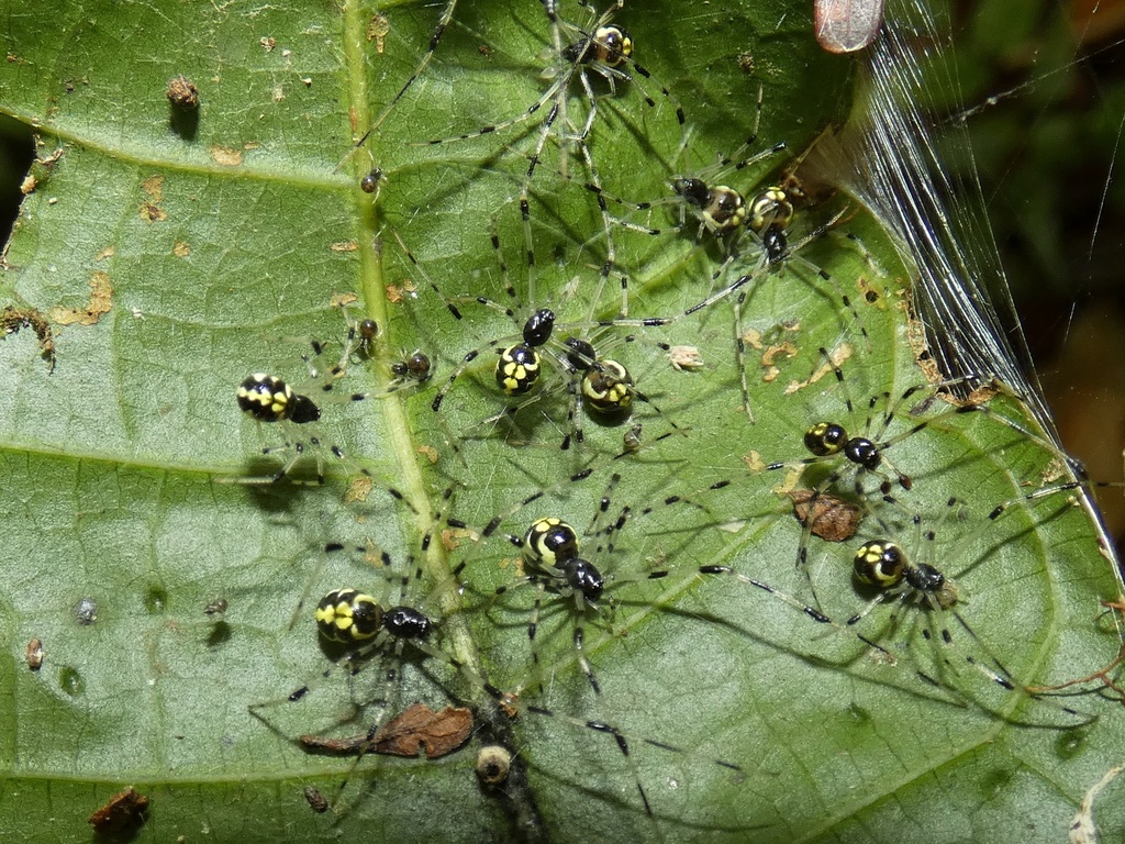 Cobweb Spiders from Guna Yala, Panama on February 08, 2023 at 12:10 PM ...