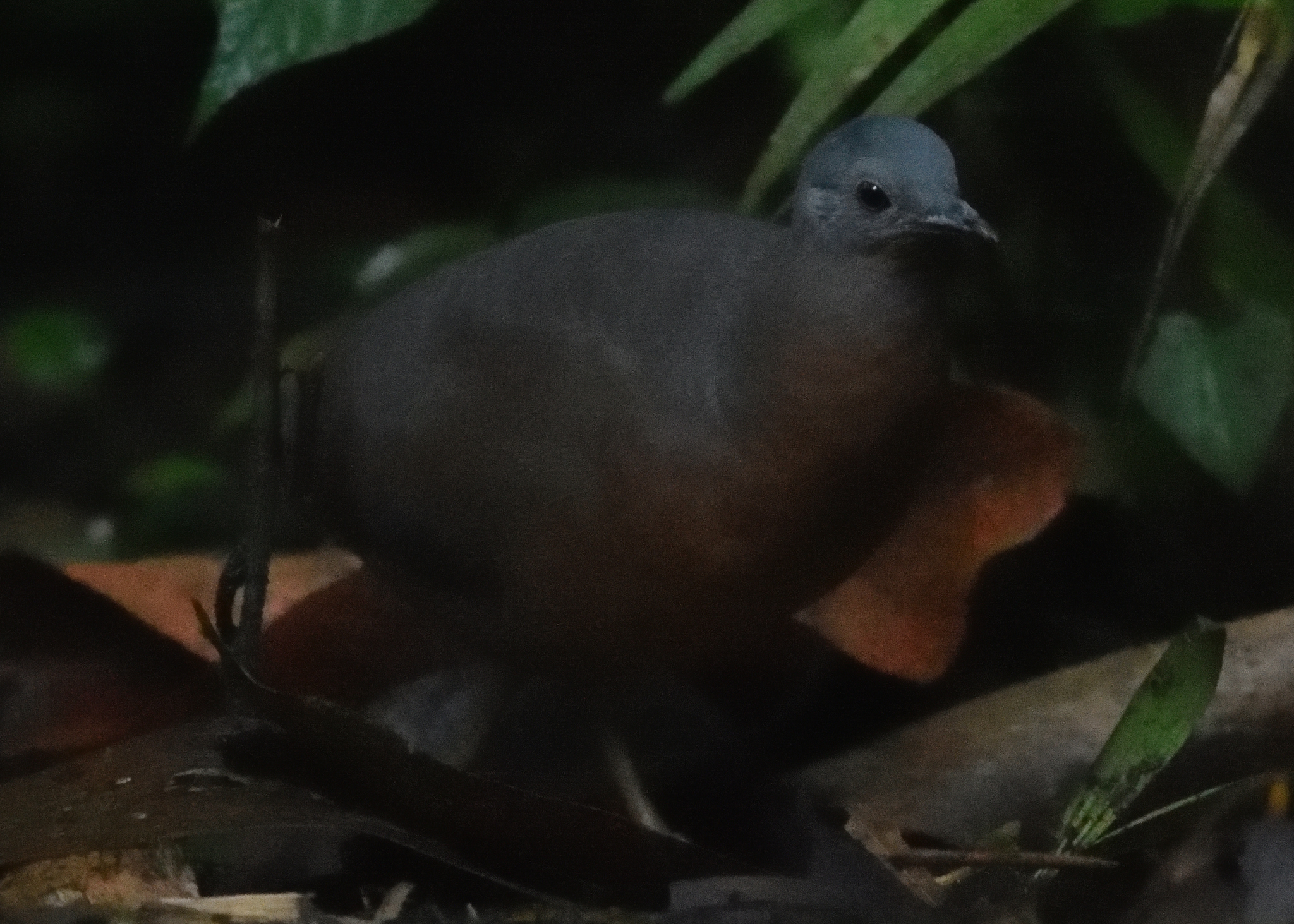 Crypturellus Brabourne & C.Chubb, 1914