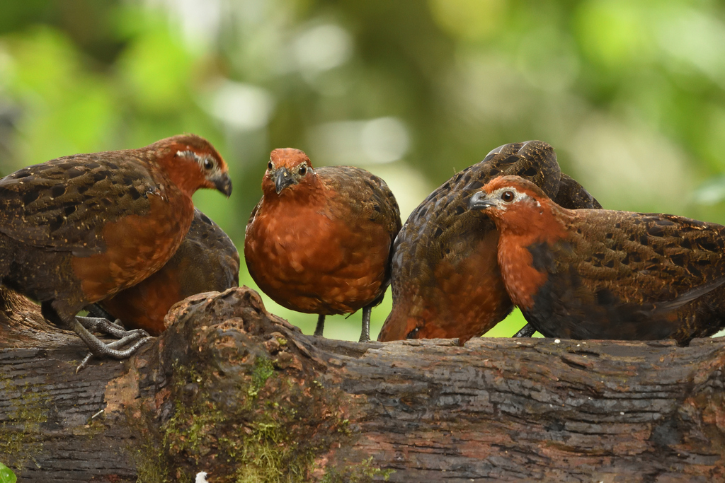 Chestnut Wood-Quail in January 2023 by Guy Babineau · iNaturalist