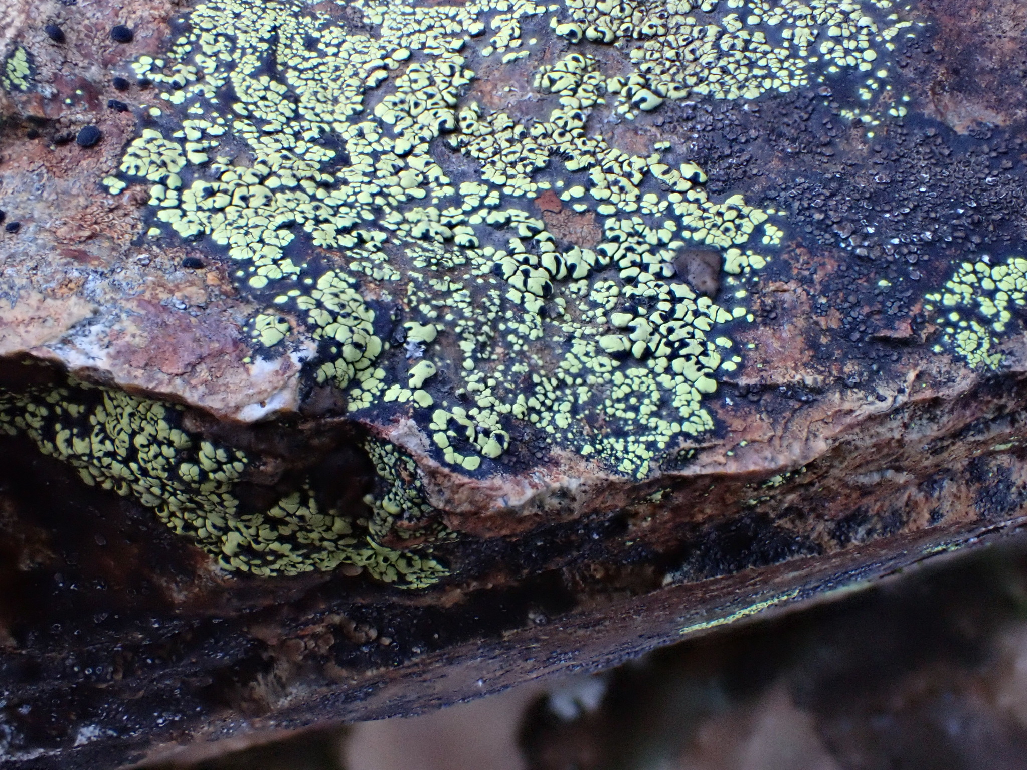 Rhizocarpon lecanorinum Anders